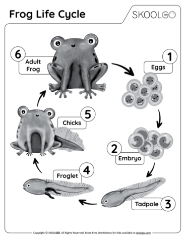 Frog Life Cycle - Free worksheet - SKOOLGO