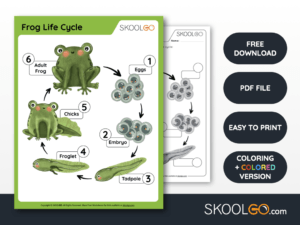 Frog Life Cycle - Free worksheet - SKOOLGO