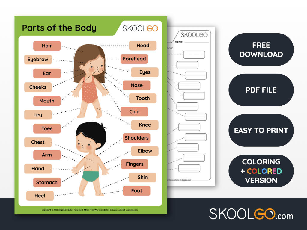 Our Bodies Worksheets K5 Learning Body Parts 1st Grade 2nd Grade 