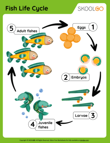 Fish Life Cycle - Free Worksheet - SKOOLGO