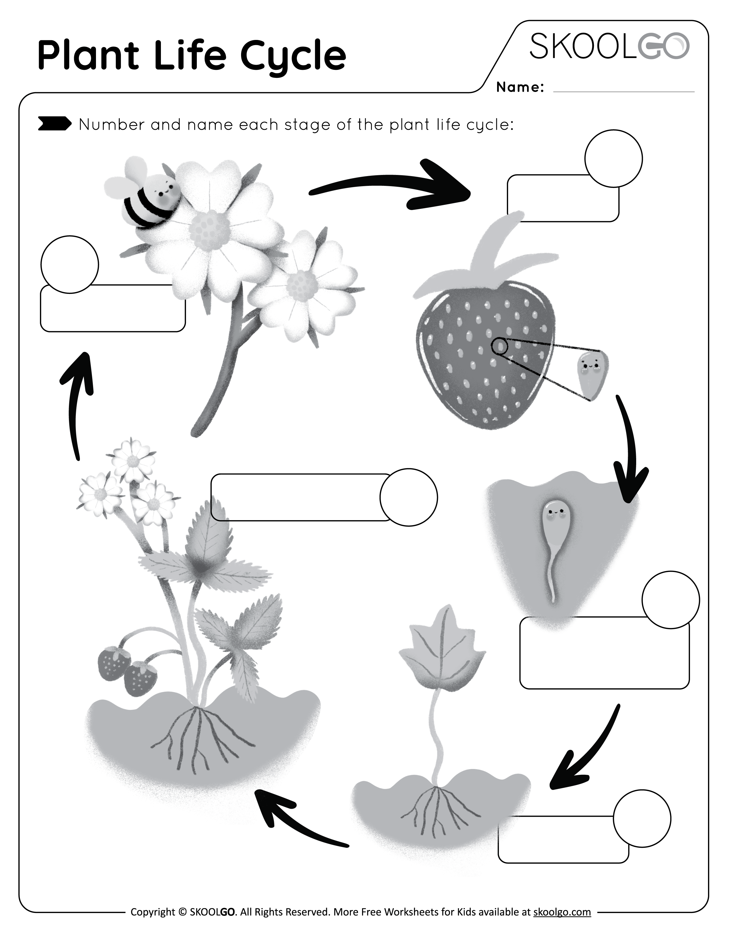 Plant Stages Coloring Pages